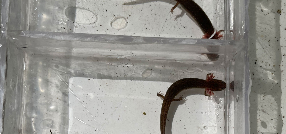 Rebecca Springs, salamander surveys, and WHY they matter - The ...